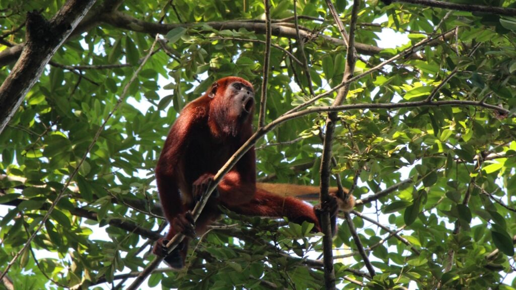 Mata de Lata Habitat Bank - Terrasos