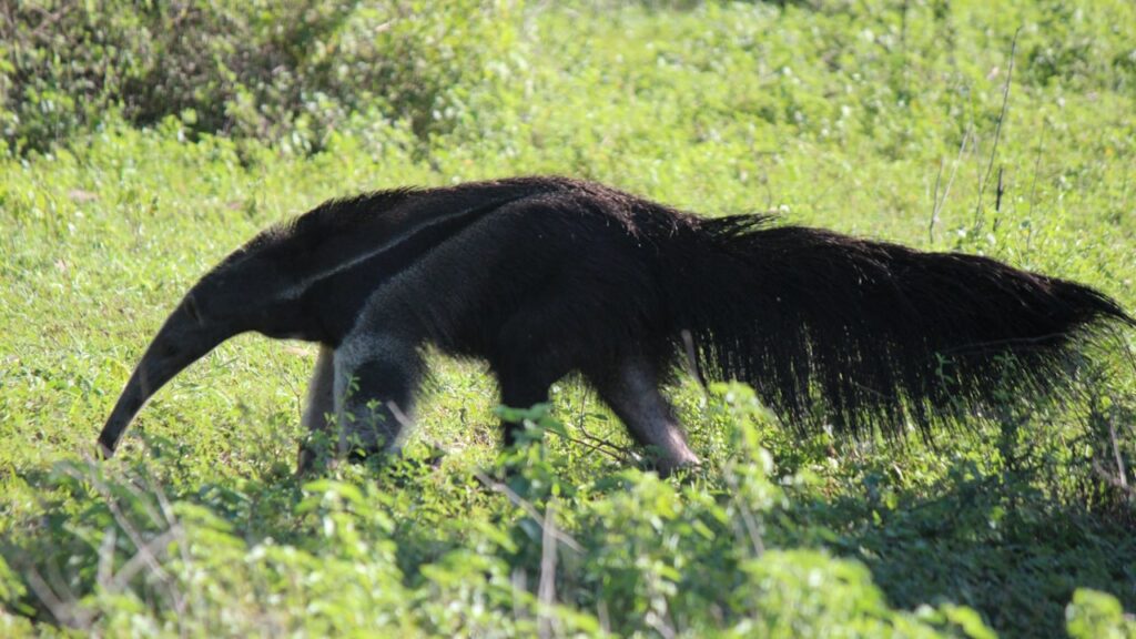 Mata de Lata Habitat Bank - Terrasos