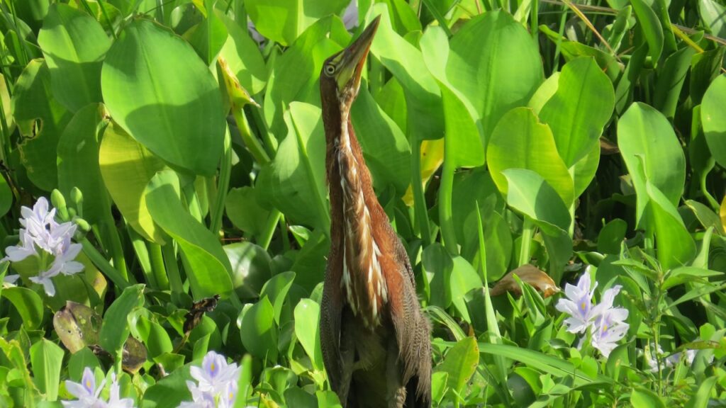 Banco de Hábitat - Mata de Lata - Terrasos