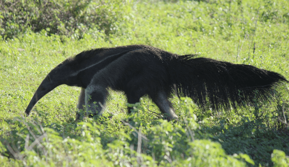 Terrasos strengthens its impact on conservation: The Mata de Lata ...